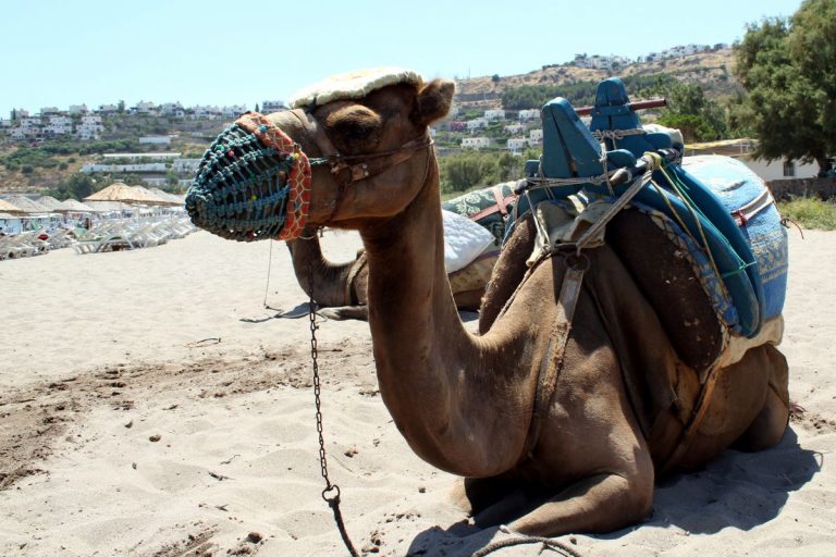 15 Best Bodrum Beaches for Sun-Loving Travelers - The Turkey Traveler